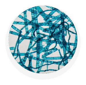 Spicus（スピーカーズ） | 【公式】 EXOMERE JAPAN